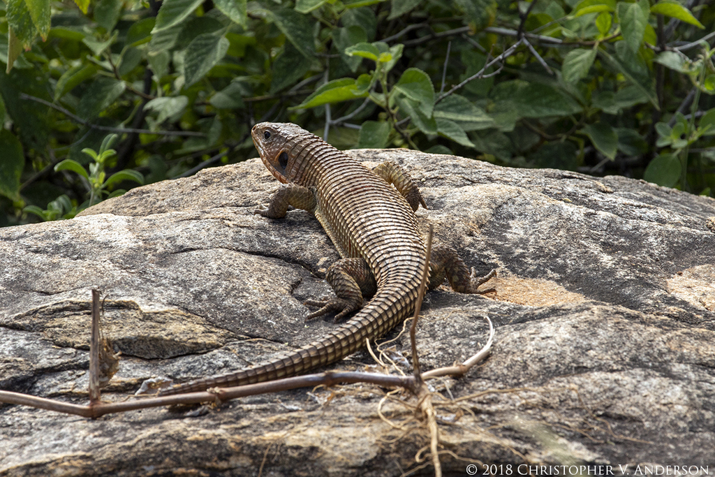 Rough-scaled Plated Lizard from Samburu County, Kenya on May 21, 2018 ...