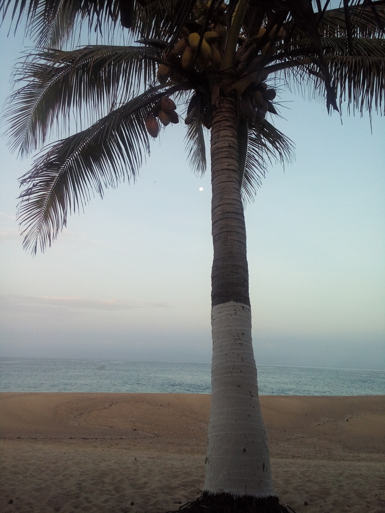 coconut palm from 60885 El Faro, Mich., México on June 30, 2018 at 07: ...