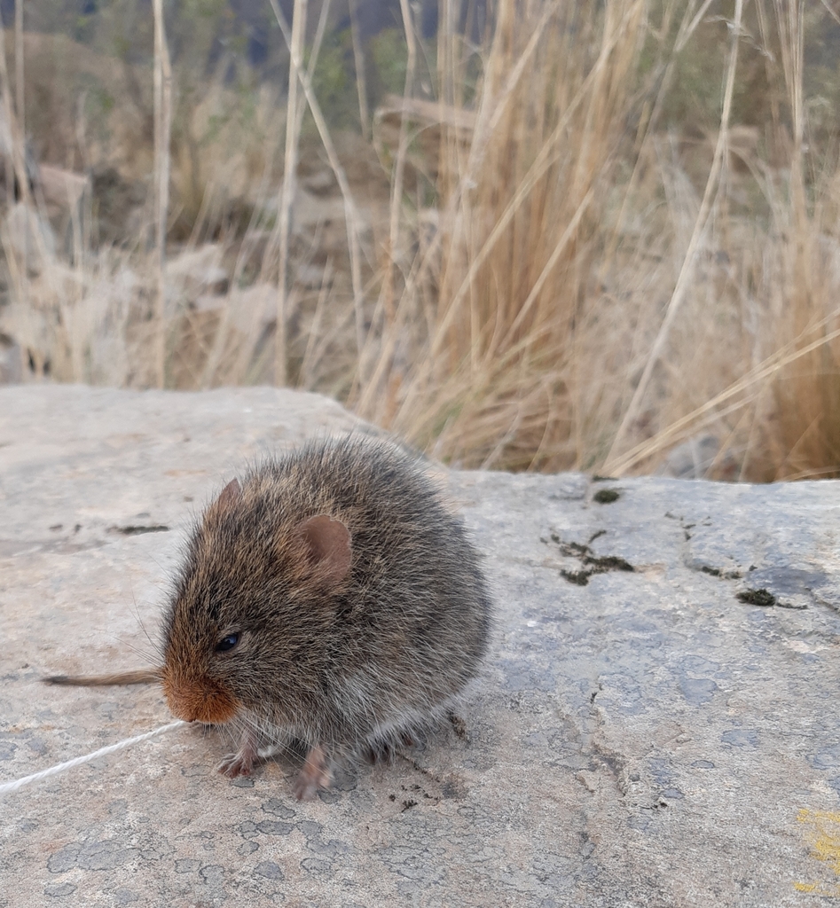 Andean Swamp Rat from Valle Grande, Jujuy, Argentina on July 09, 2022 ...