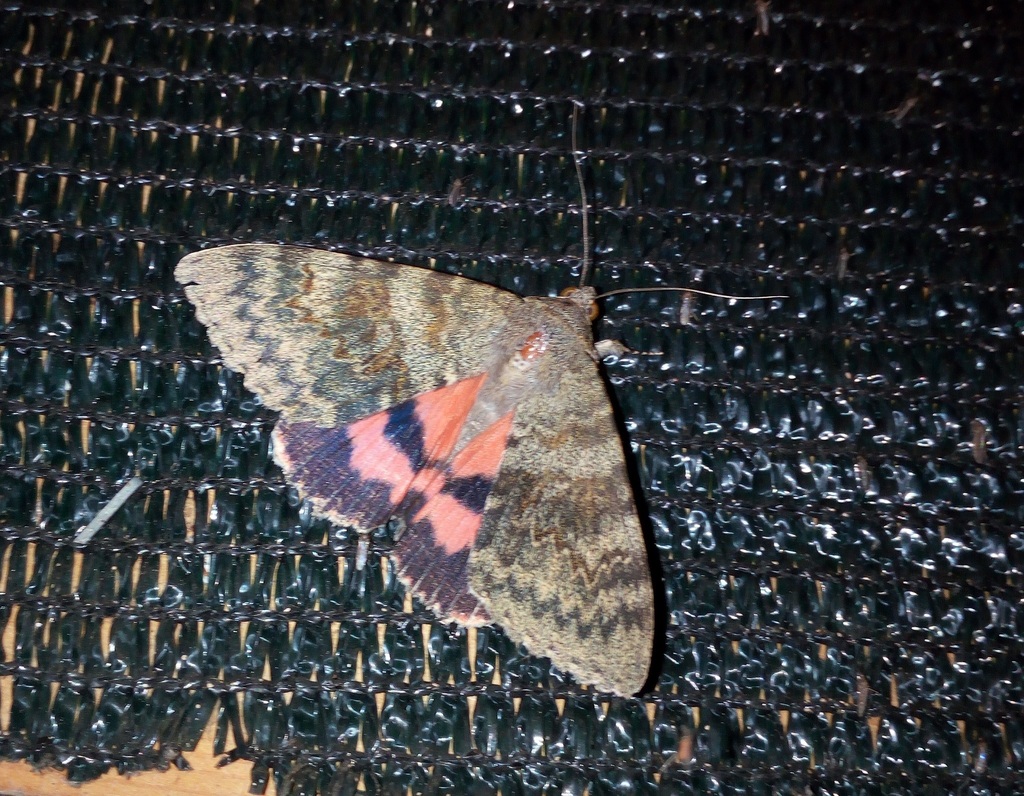 French Red Underwing from Parco della Piana, Sesto Fiorentino, Italy on ...