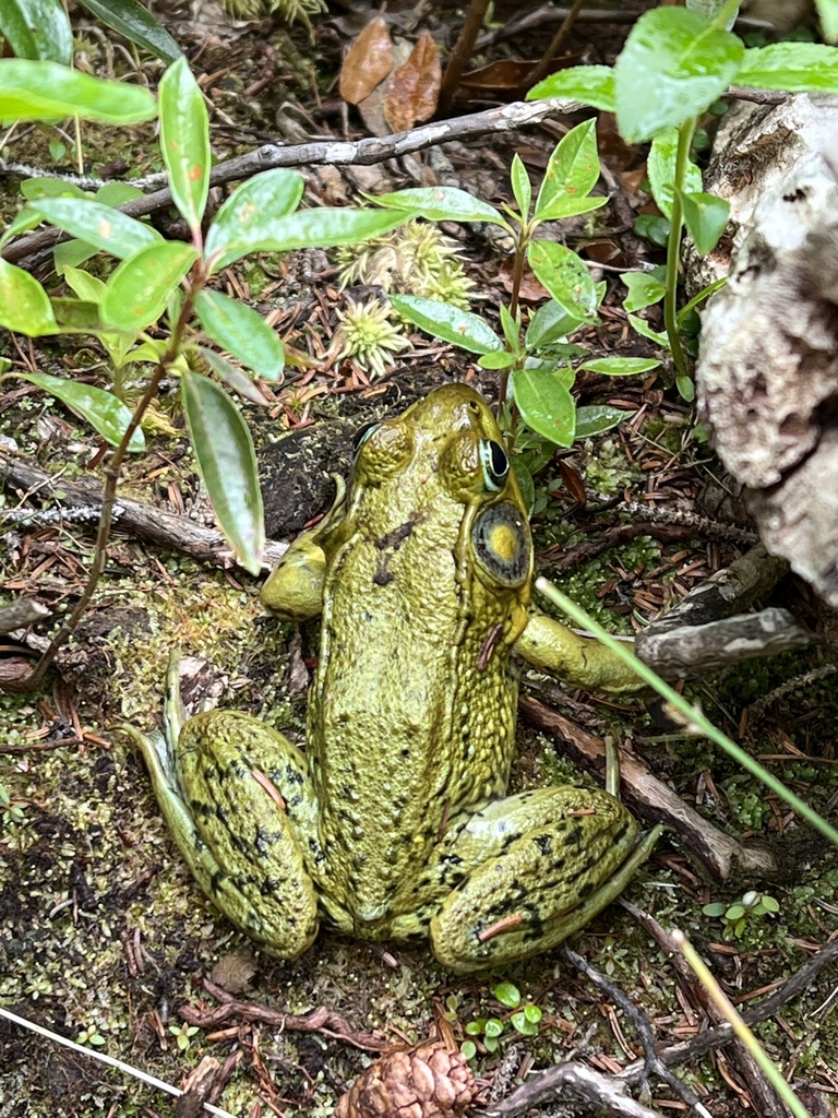 Green Frog from Terra Nova National Park, Division #7, Subdivision D ...