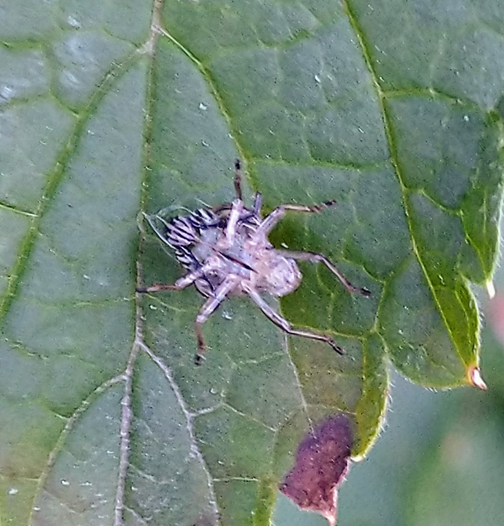 True Bugs, Hoppers, Aphids, and allies from 95600 Ylitornio, Suomi on ...