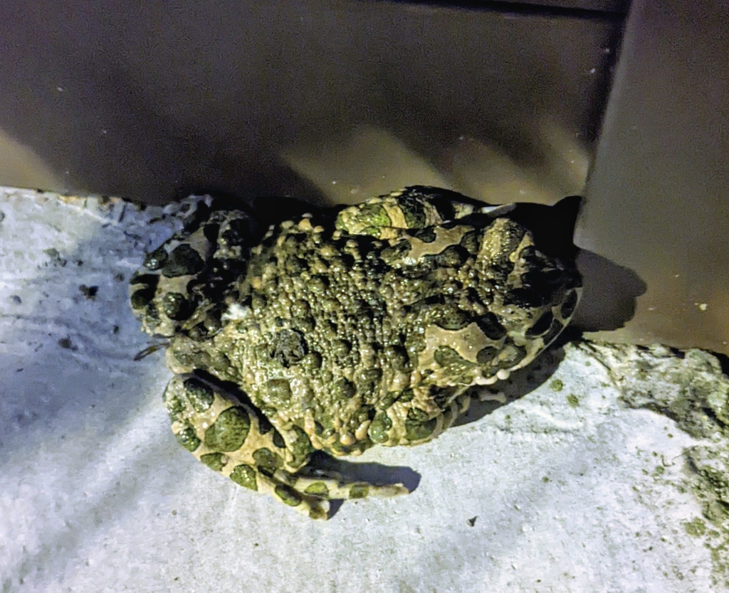 Green Toad from 252 25 Ořech, Česko on June 25, 2022 at 10:27 PM by ...