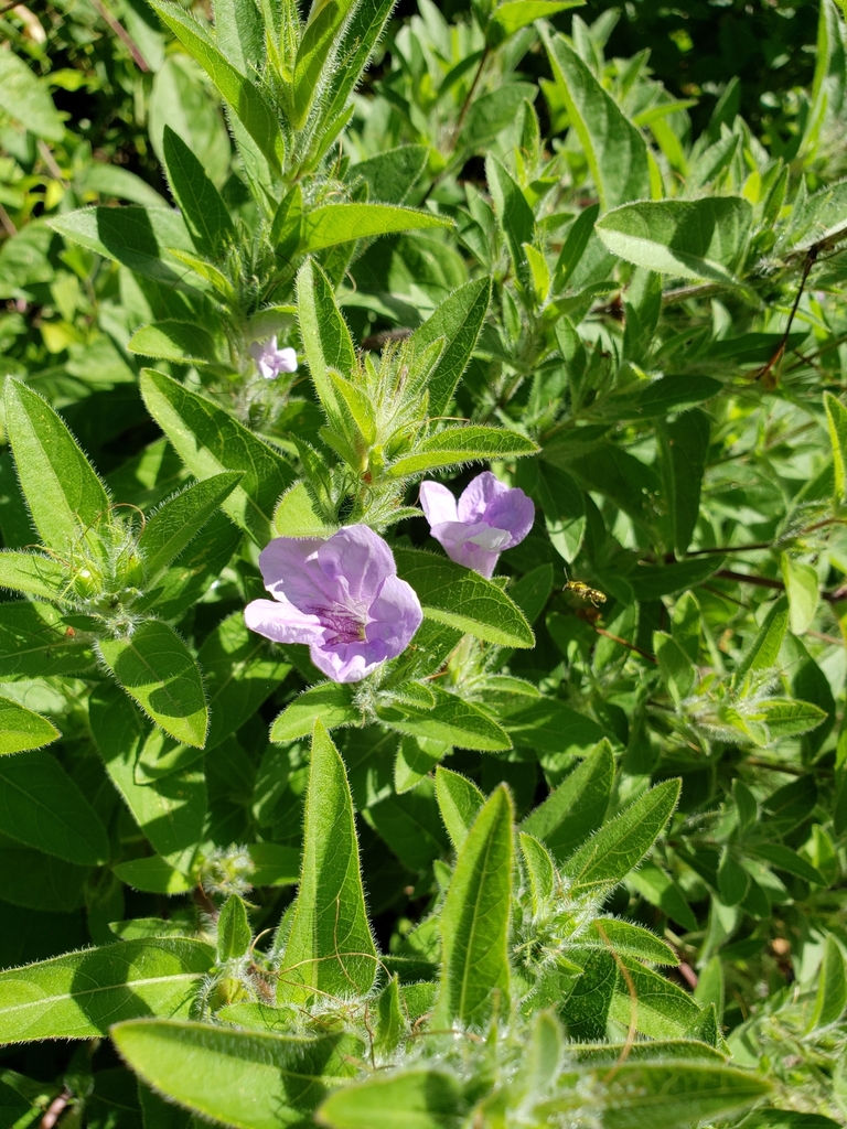 hairy ruellia from Clay Township, PA, USA on August 03, 2022 at 10:43 ...
