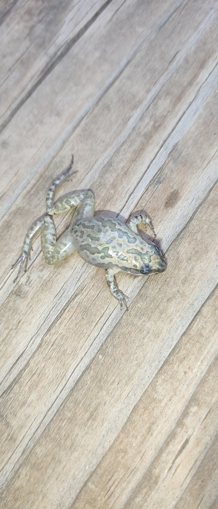 Spotted Chorus Frog from Augusta, KS 67010, USA on August 03, 2022 at ...