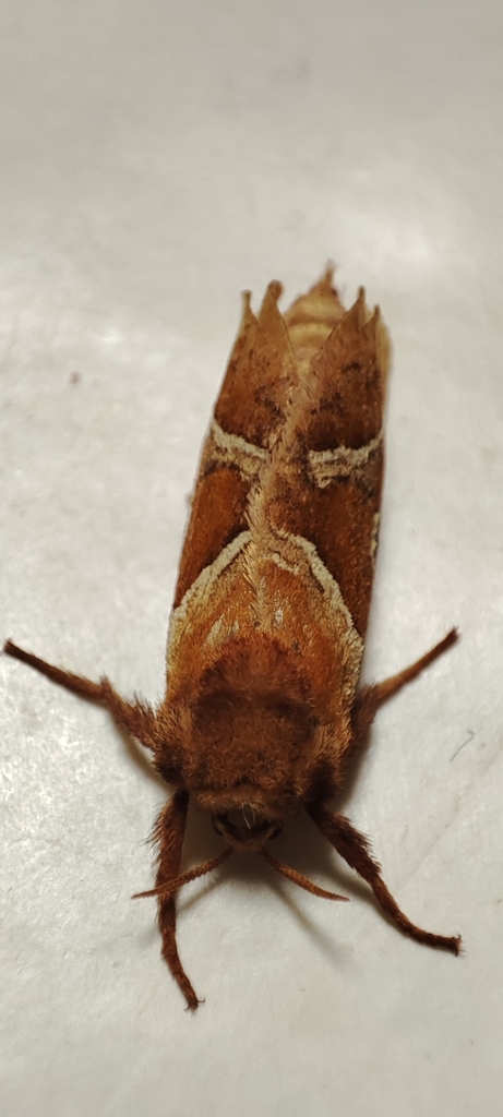 Orange Swift from Свердловская обл., Россия, 624015 on August 03, 2022 ...
