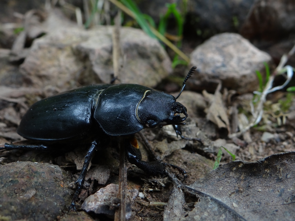 Lucanus ibericus from Tikence/Espiye/Giresun, Türkiye on August 3, 2022 ...
