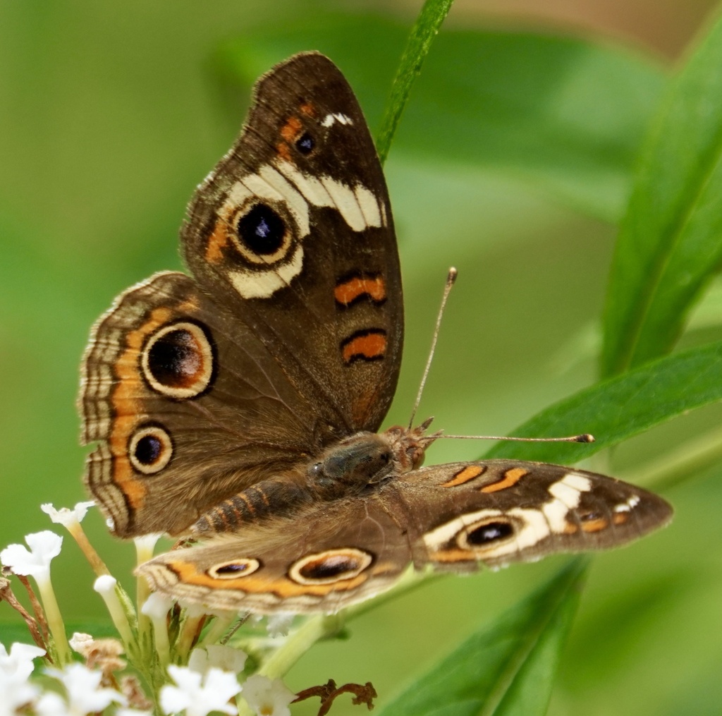 Common Buckeye from Cochise Rd, Cherokee Village, AR, US on August 03 ...