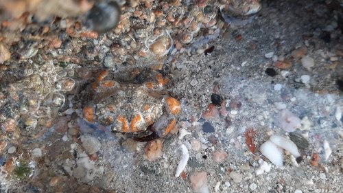 Macromedaeus quinquedentatus · iNaturalist