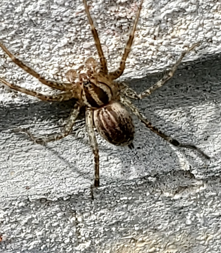 Grass Spiders from Kent, OH, USA on August 03, 2022 at 12:40 PM by ...