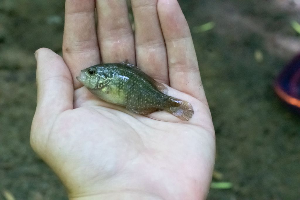 Banded Sunfish from Hollis, NH 03049, USA on August 2, 2022 at 07:13 AM ...