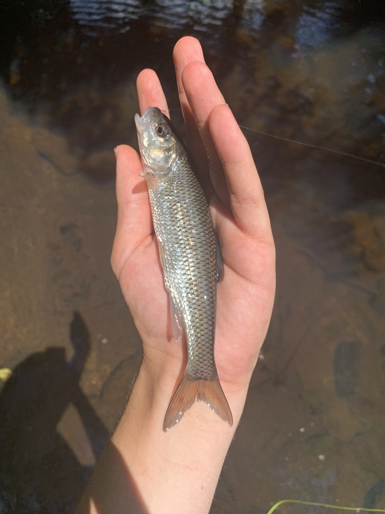 Fallfish from Union Square, Milford, NH, US on August 02, 2022 at 01:03 ...