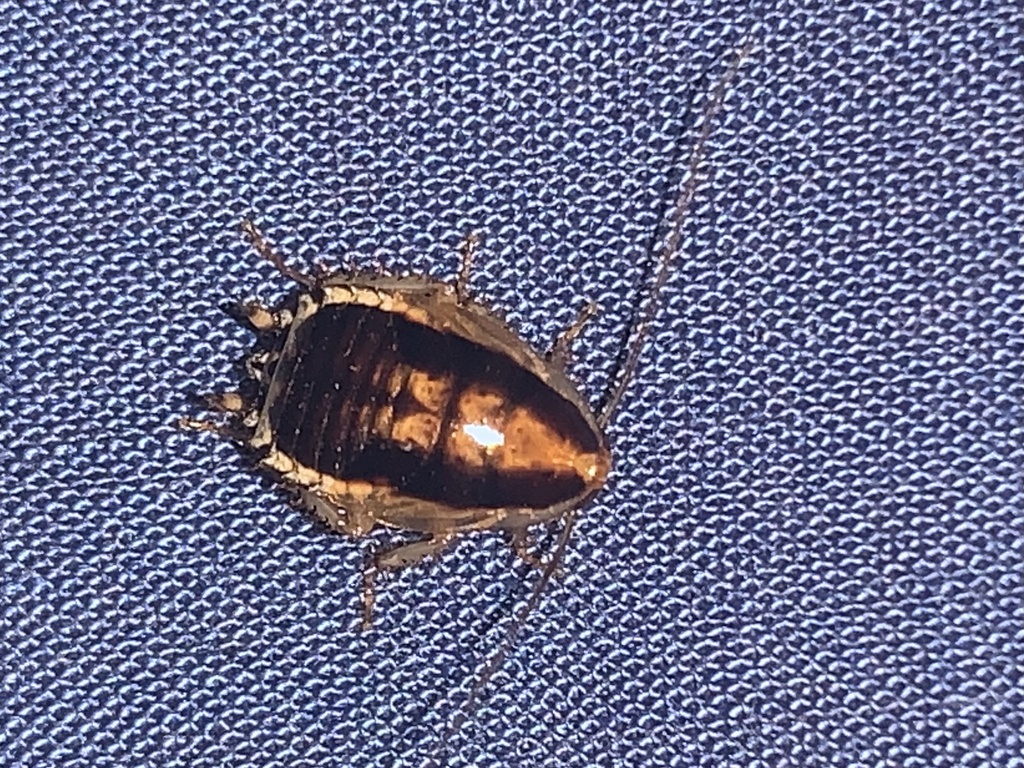 Cockroaches and Termites from Qurtobah, Ras Tanura, Ash Sharqiyah, SA ...