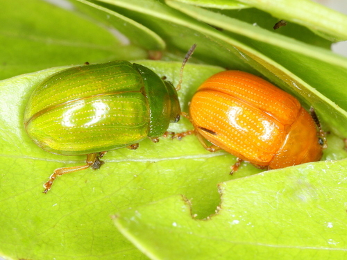 Calomela testacea · iNaturalist