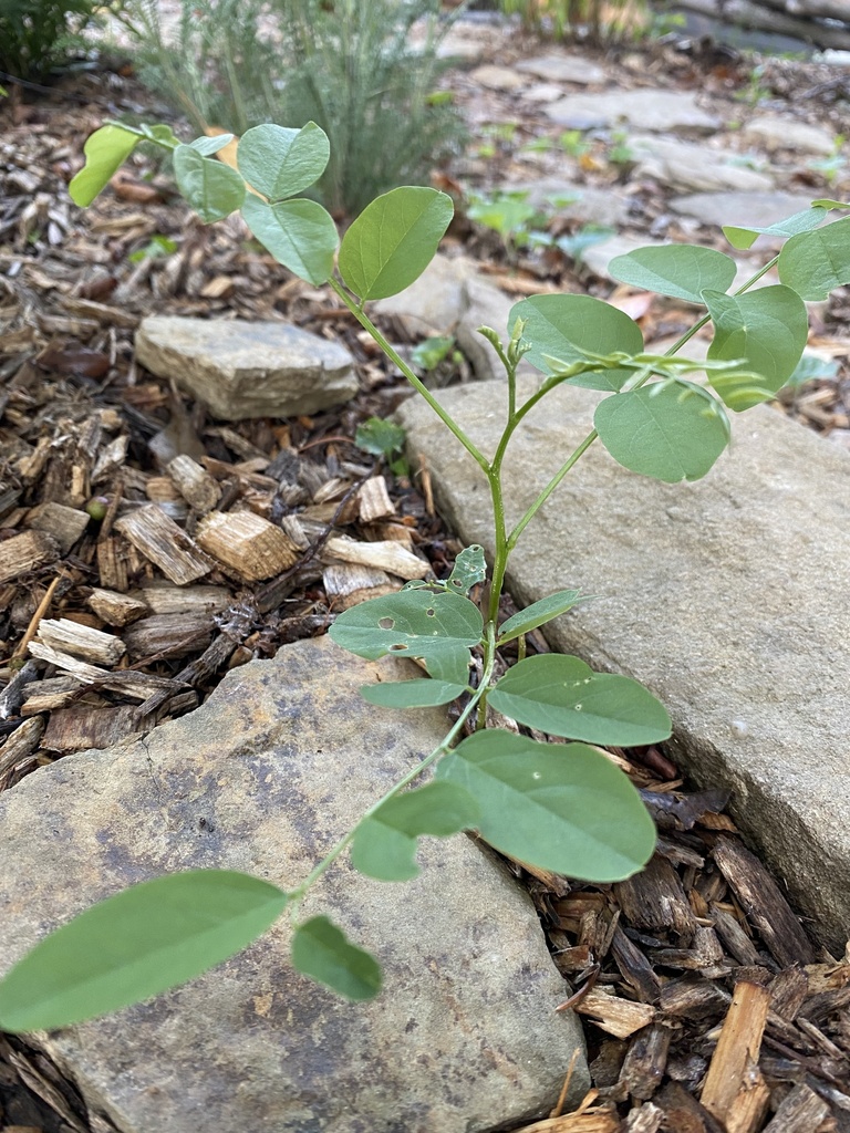 black locust from Hillendale Rd, Pittsburgh, PA, US on August 03, 2022 ...