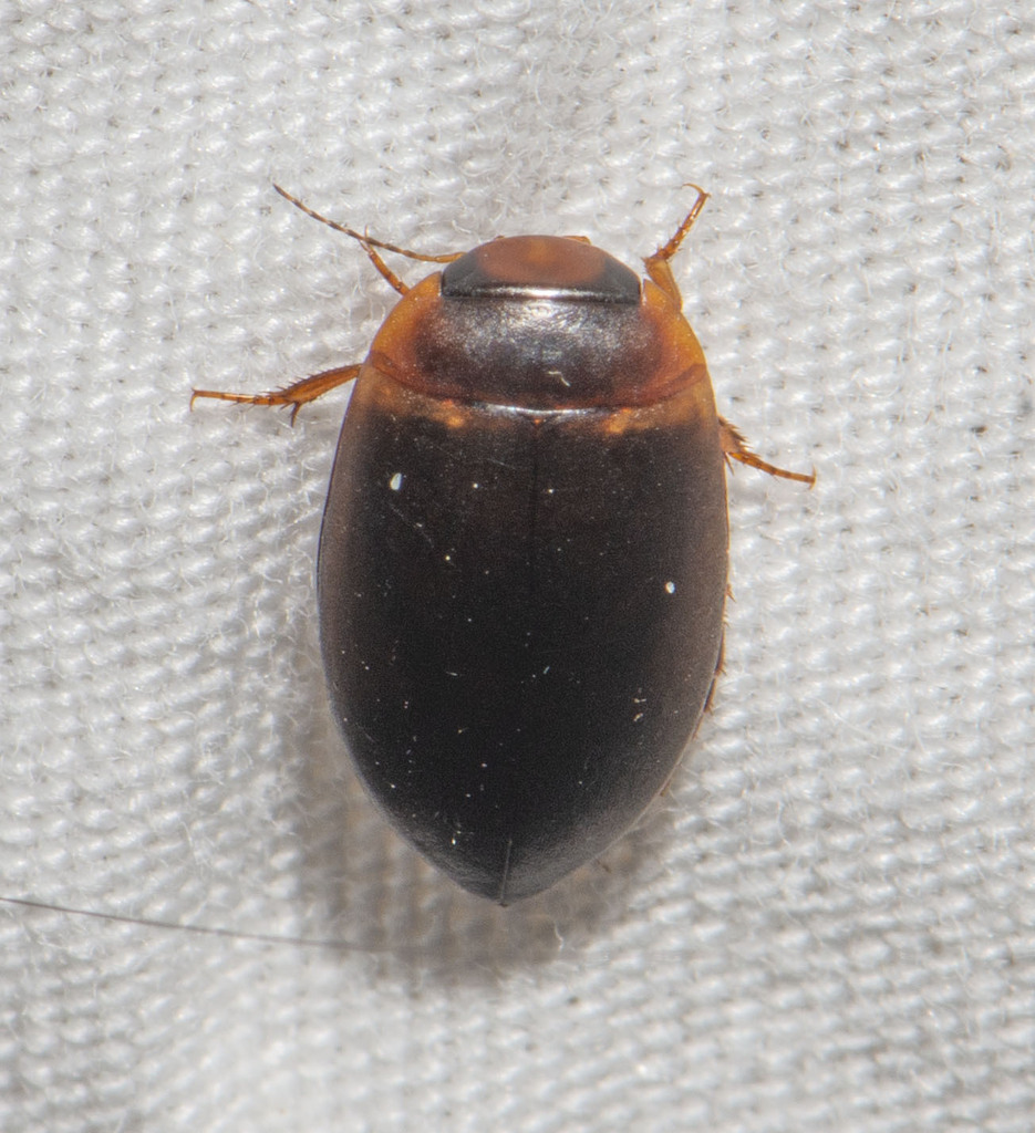 Agabetes acuductus in August 2022 by Owen Ridgen · iNaturalist