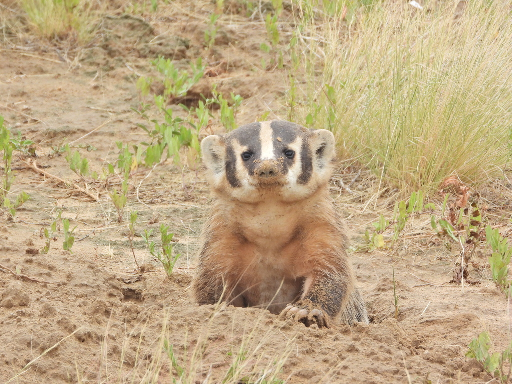 American Badger from Adams County, CO, USA on July 28, 2022 at 10:16 AM ...