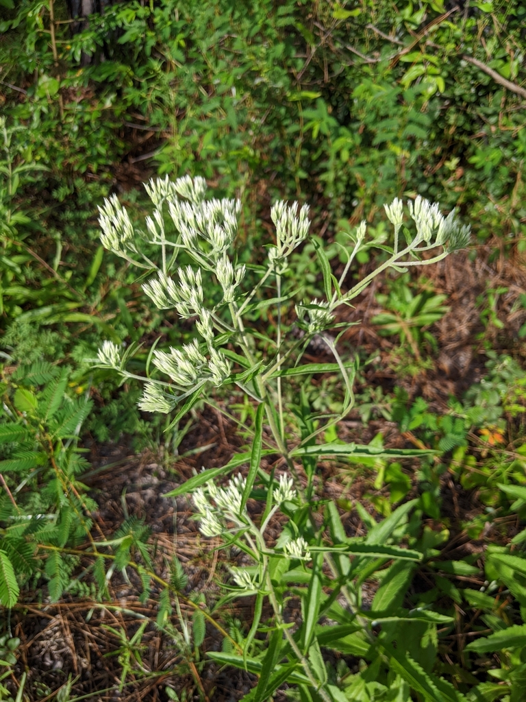 bonesets from Tallahassee, FL 32305, USA on August 03, 2022 at 06:42 PM by rosey · iNaturalist