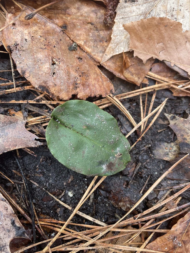 crane-fly orchid from Sewell, Sewell, NJ, US on January 17, 2022 at 02: ...