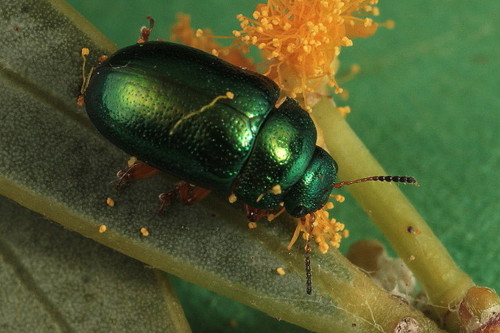 Calomela fulvilabris · iNaturalist