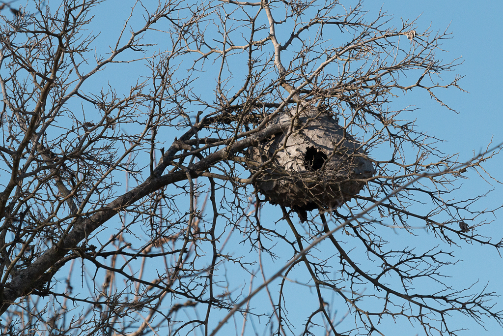 Camoati Wasp from Magdalena, Provincia de Buenos Aires, Argentina on ...