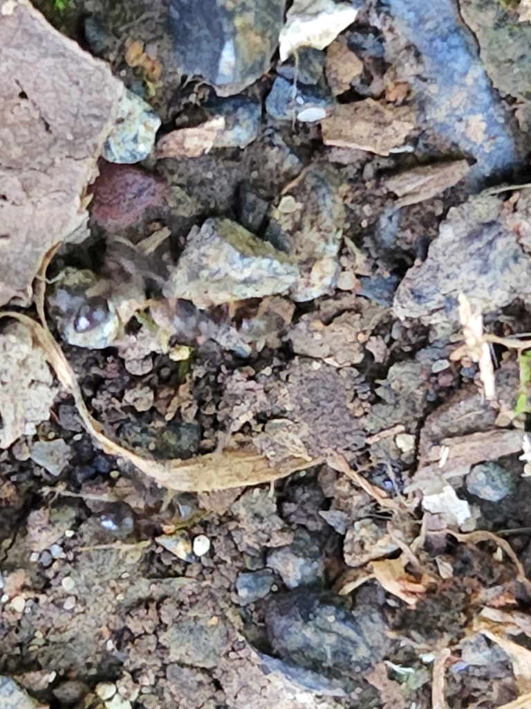 Woodland Fuzzy Ant from Winchester County, US-VA, US on August 03, 2022 ...