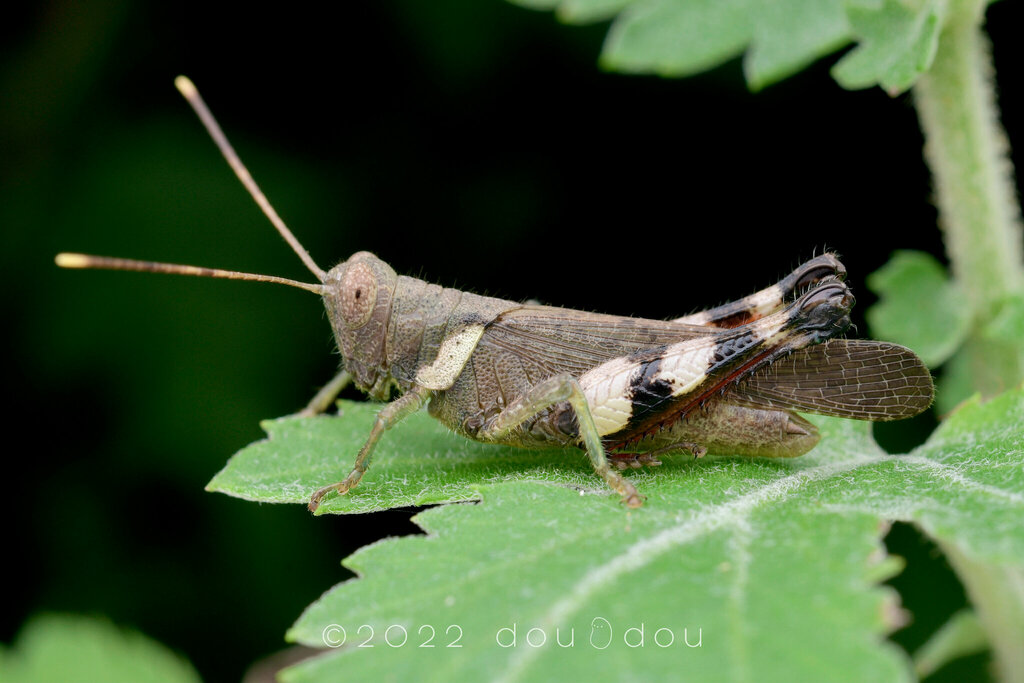 Apalacris nigrogeniculata from 中国江苏省南京市栖霞区南京大学仙林校区 on August 2, 2022 at 09:26 AM by 豆豆 · iNaturalist