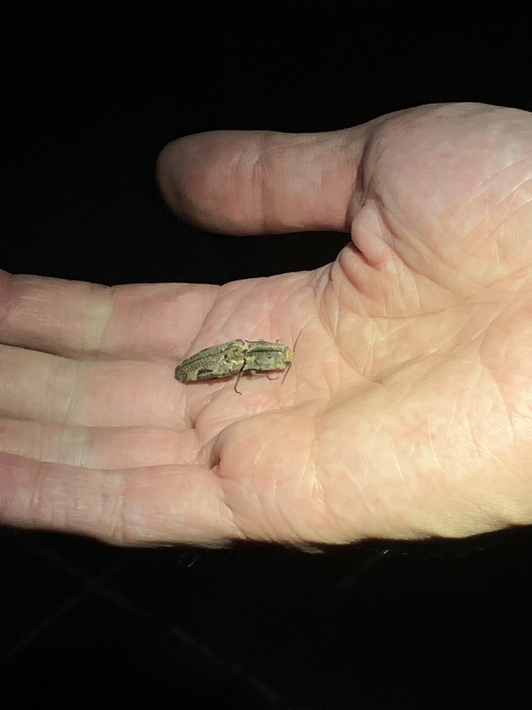 Cryptalaus larvatus larvatus from 雙埤路, 員山鄉, TW on August 03, 2022 at 08 ...