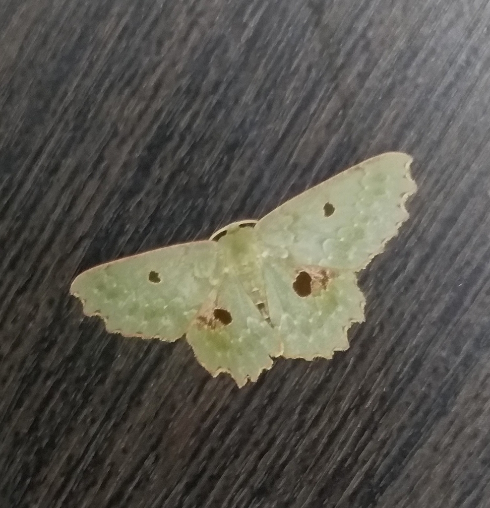 Butterflies and Moths from 482F+377, Badamtam Tea Garden, West Bengal ...