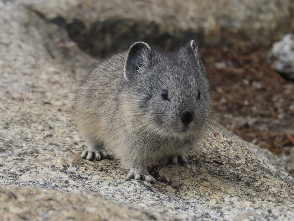 American Pika from Sequoia and Kings Canyon National Parks, Three ...