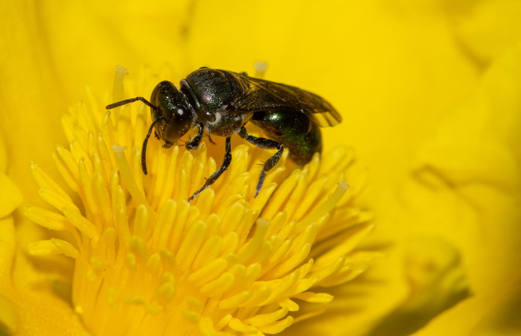 Turner's Beautiful-Masked bee from Cabarita Beach NSW, Australia on ...