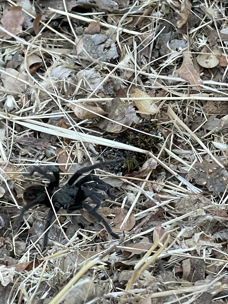 Johnny Cash Tarantula from Windward Way, El Dorado, CA, US on August 3 ...