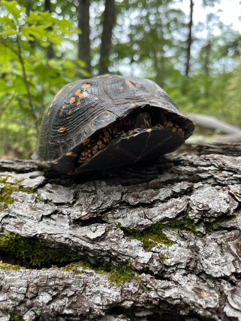 Common Box Turtle in August 2022 by Tristan Krohne · iNaturalist