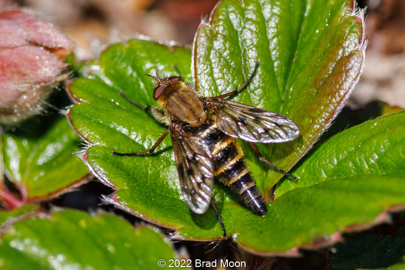 Thereva in June 2022 by Brad Moon · iNaturalist