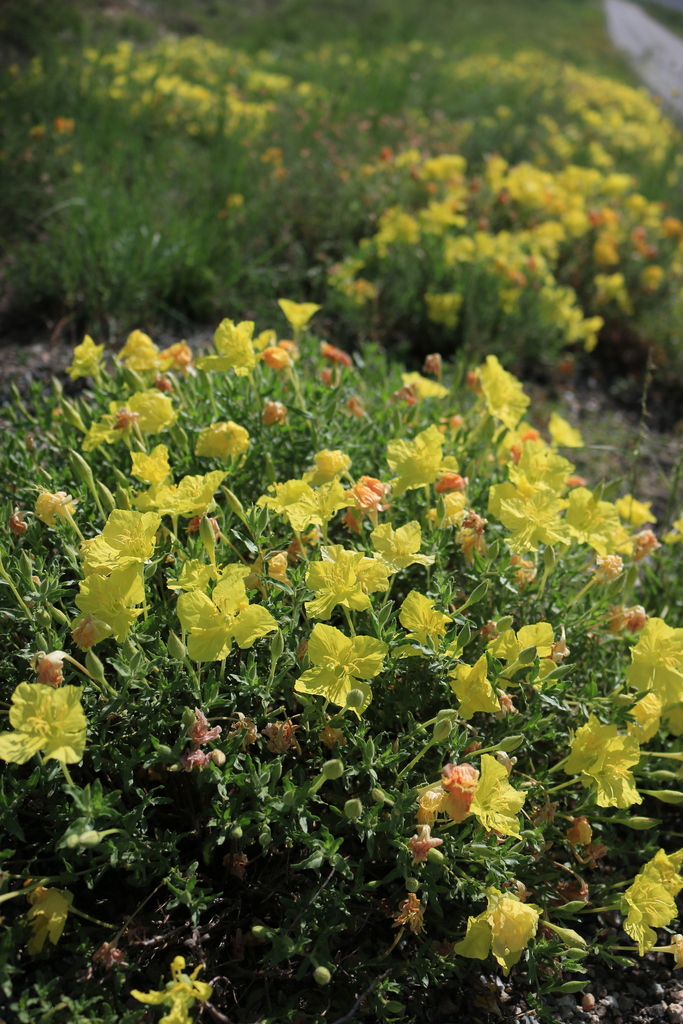Hartweg's Sundrops from Cochise County, AZ, USA on August 06, 2021 at ...