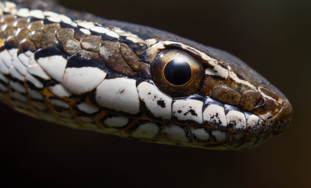 Chilean Green Racer from Quilpué, Valparaíso, Chile on February 11 ...