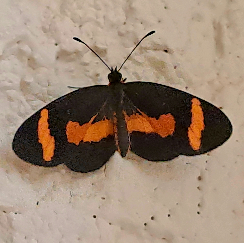 Elf Butterfly from Costa Rica on August 03, 2022 at 03:47 PM by Nikki ...