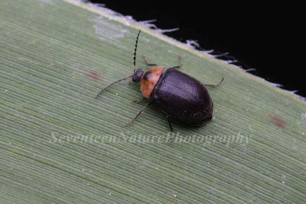 Ectopria from 中国江苏省南京市江宁区 on May 3, 2020 at 10:04 PM by 石柒 · iNaturalist