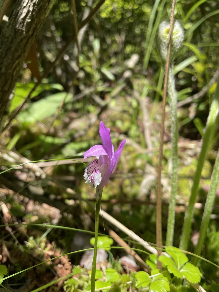 Dragon's Mouth in May 2021 by Allison Autry · iNaturalist
