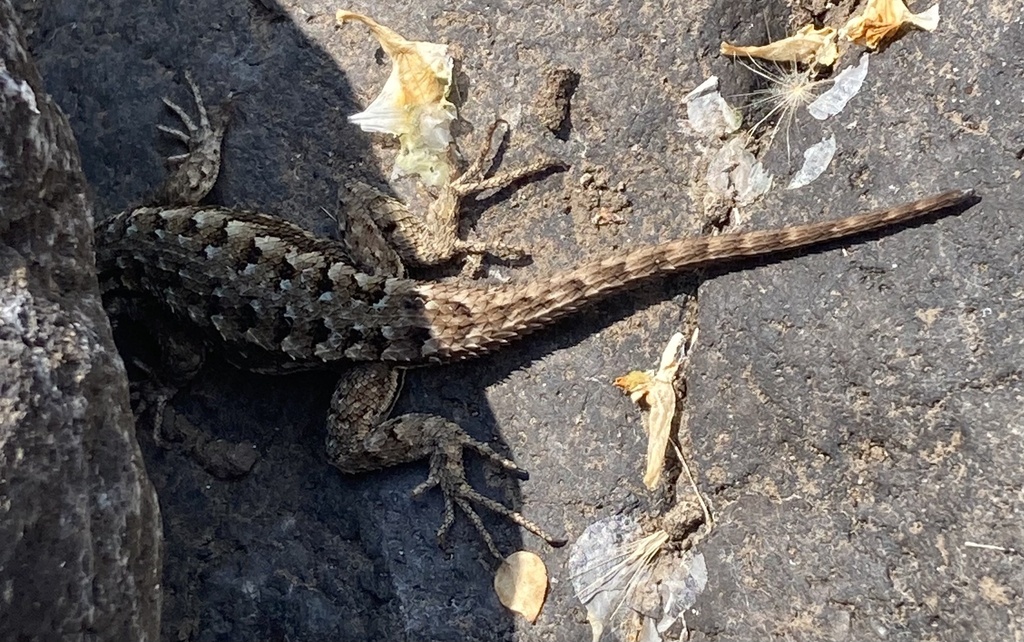 Western Fence Lizard from Howard Buford County Park, Springfield, OR ...