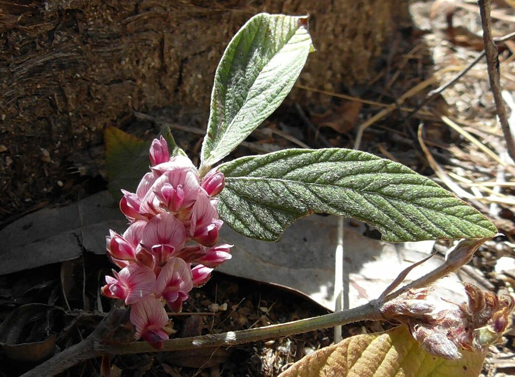 Flemingia parviflora from Watsonville QLD 4887, Australia on August 4 ...