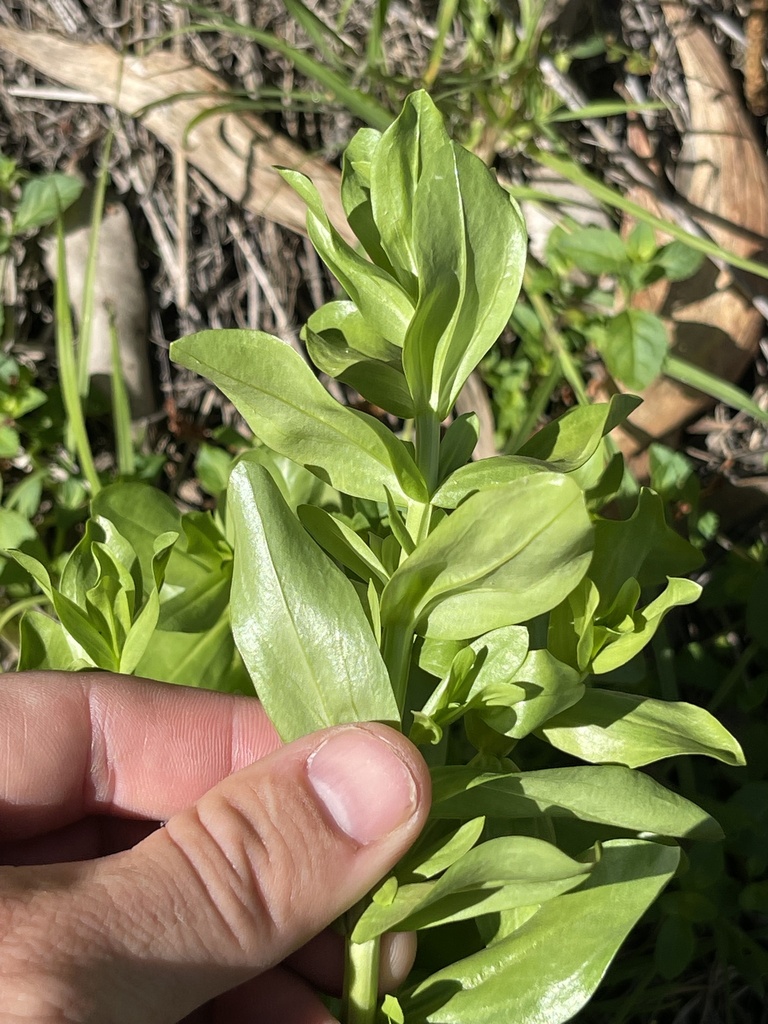 plants from Muirlea, QLD, AU on August 4, 2022 at 01:20 PM by Jack.M ...