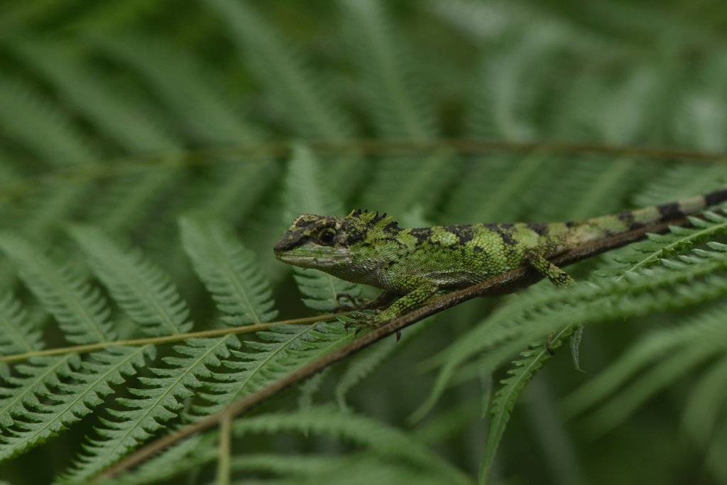 Diploderma polygonatum xanthostomum in May 2022 by ph_hsu · iNaturalist