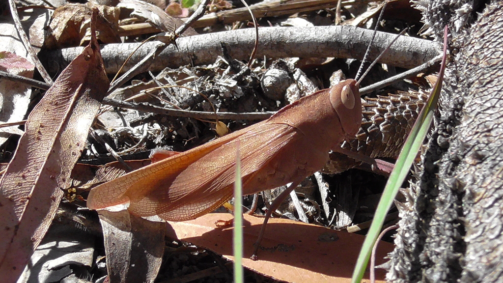 Gumleaf Grasshoppers from Watsonville QLD 4887, Australia on August 4 ...