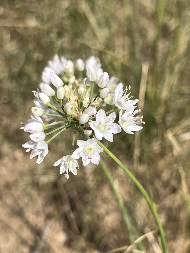 Allium polyrhizum from Dornod, MN on August 4, 2022 at 10:30 AM by ...