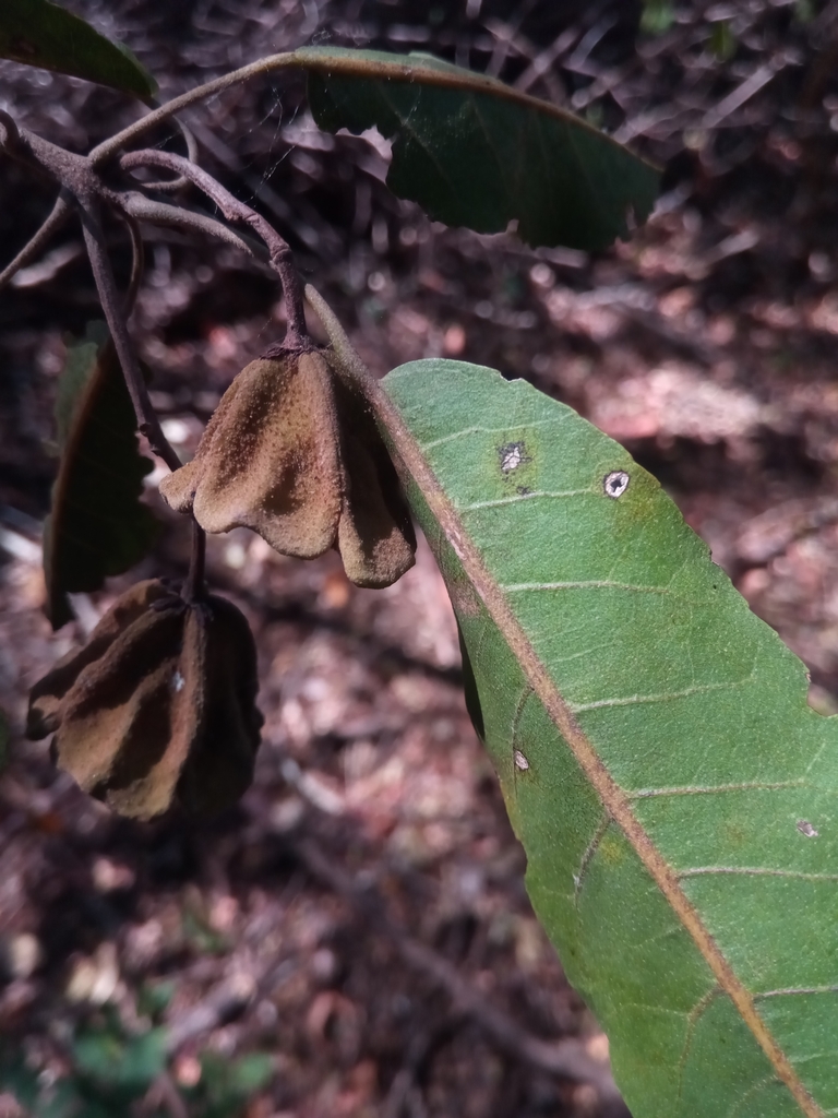 Nesogordonia stylosa in July 2022 by Velosoa Razafiniary · iNaturalist