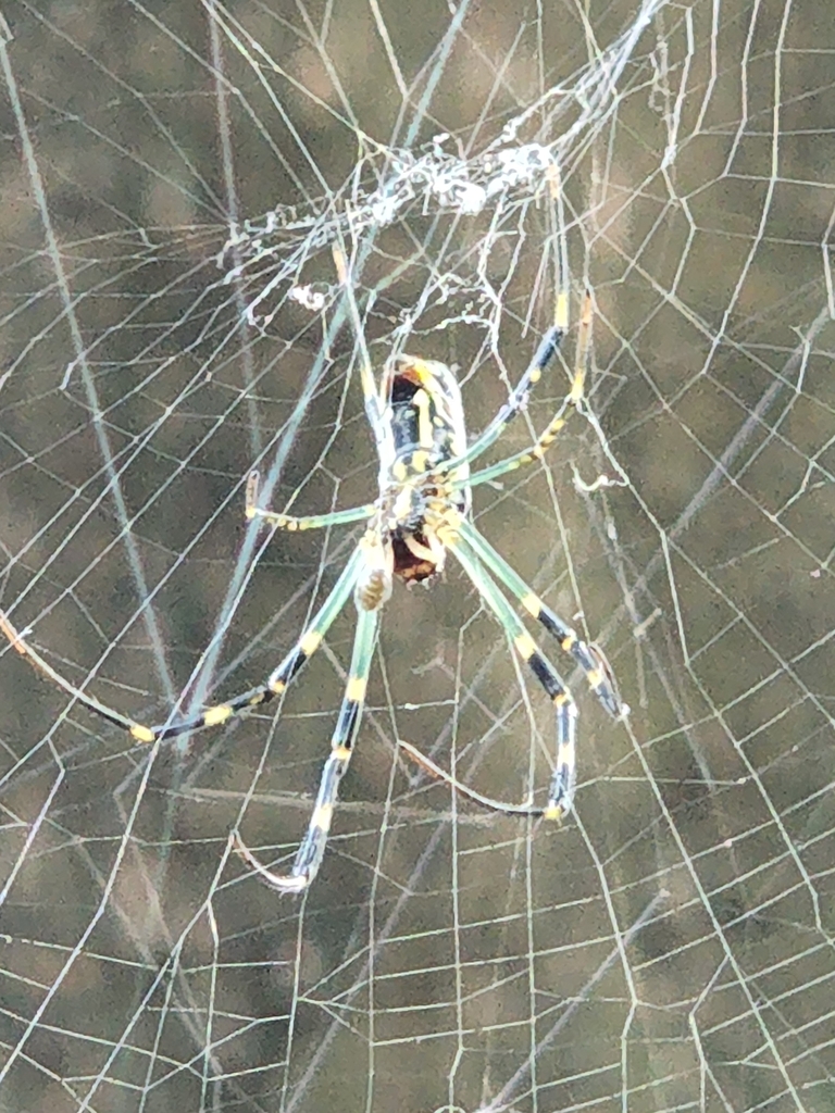 Joro Spider from 19 Seosomun-ro 11-gil, Jung-gu, Seoul, South Korea on ...