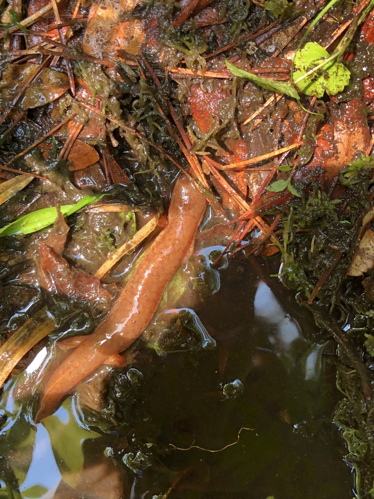 Spring Salamander in May 2019 by Allison Autry · iNaturalist