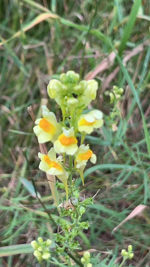 common toadflax from Saranac Lake on August 04, 2022 at 10:03 AM by ...