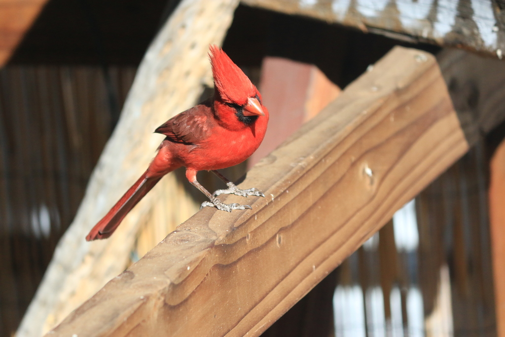 Arizona Cardinal from Benson, AZ, USA on February 4, 2021 at 10:46 AM ...